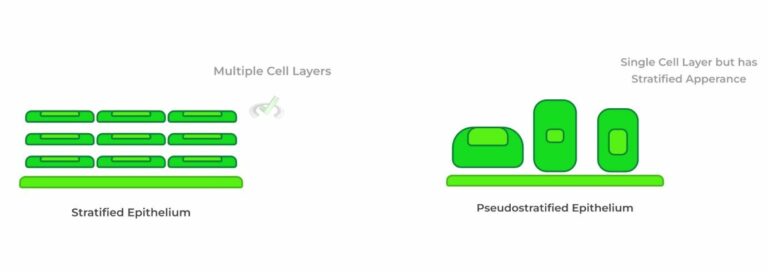 Tissues Formed From Eukaryotic Cells on the MCAT – MedLife Mastery