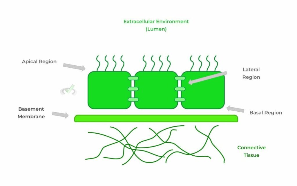 Tissues Formed From Eukaryotic Cells on the MCAT – MedLife Mastery