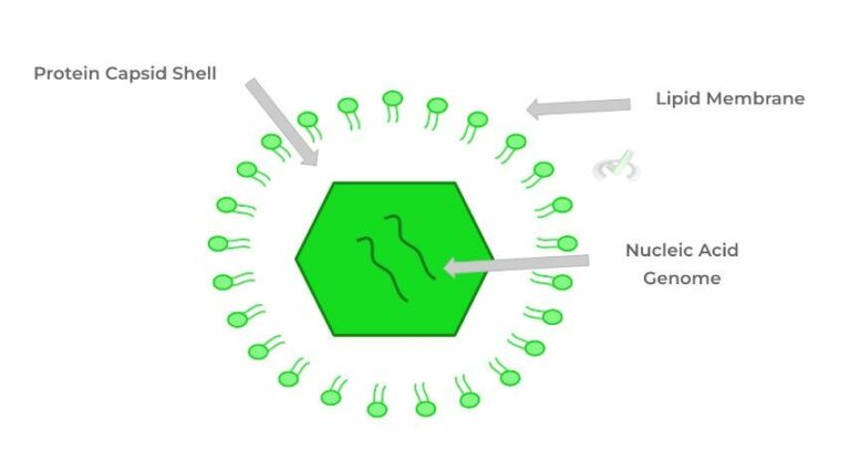 Viruses: General Structural Characteristics on the MCAT – MedLife Mastery