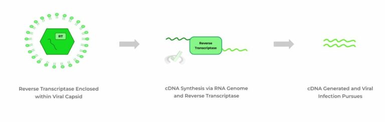 Viruses: General Structural Characteristics on the MCAT – MedLife Mastery