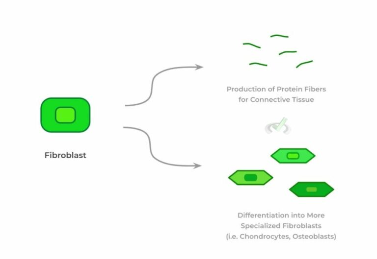 Tissues Formed From Eukaryotic Cells on the MCAT – MedLife Mastery
