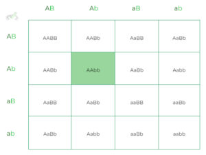 Mendelian Genetics: Punnett Squares Tips on the MCAT – MedLife Mastery