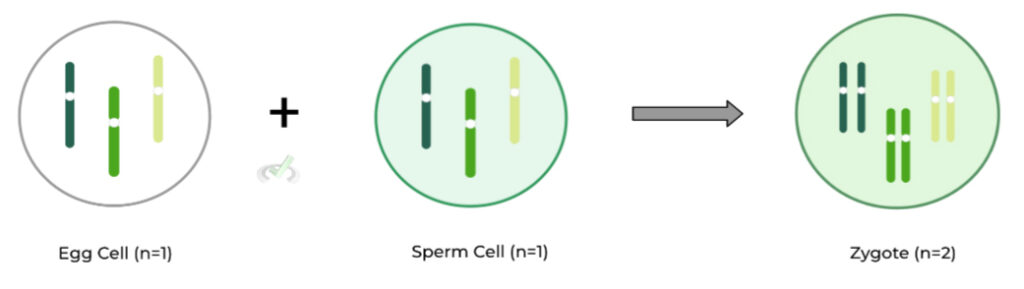 Mendelian Genetics: Punnett Squares on the MCAT – MedLife Mastery