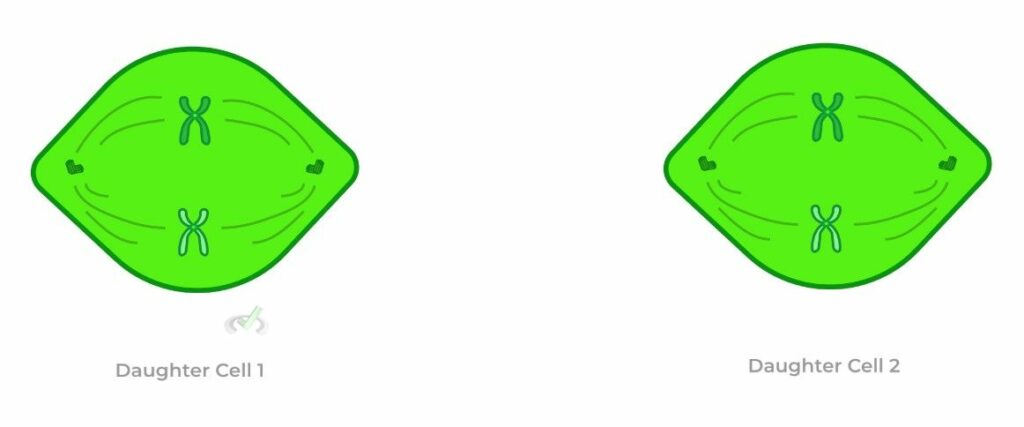 Meiosis: Processes – MedLife Mastery