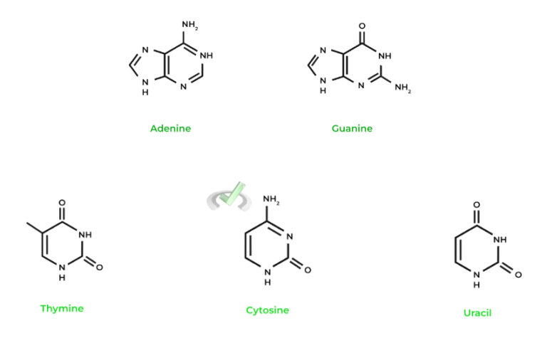 Nitrogen-Containing Compounds on the MCAT – MedLife Mastery