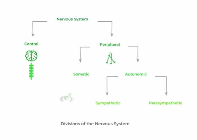 Neurobiology on the MCAT – MedLife Mastery