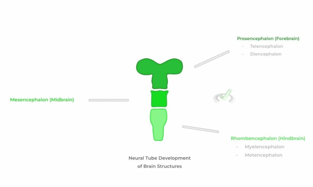 Neurobiology on the MCAT – MedLife Mastery