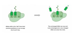 DNA and RNA on the MCAT