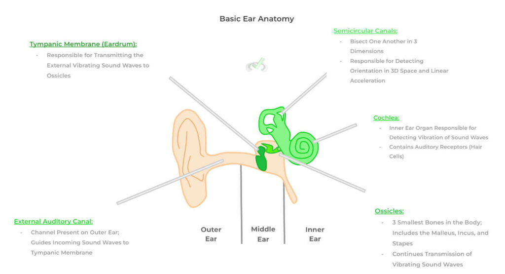 Sensation and Perception on the MCAT – MedLife Mastery