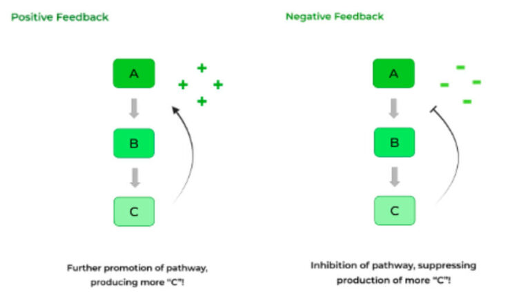 Regulation of Metabolism on the MCAT – MedLife Mastery
