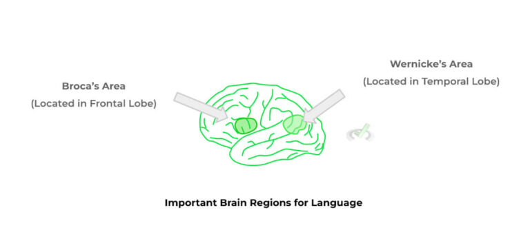 Language Development on the MCAT – MedLife Mastery