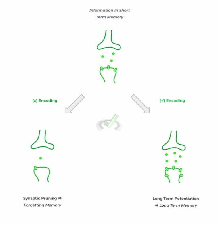 Learning and Memory on the MCAT – MedLife Mastery