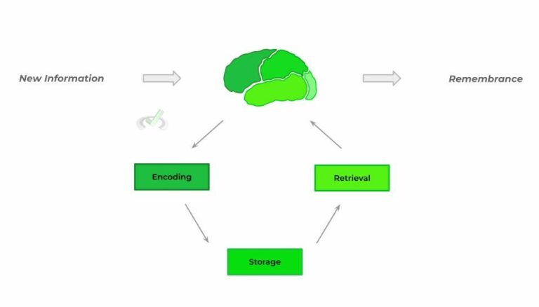 Learning and Memory on the MCAT – MedLife Mastery