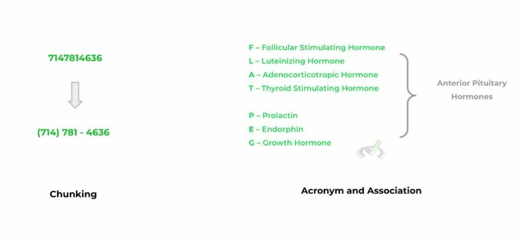 Learning and Memory on the MCAT – MedLife Mastery