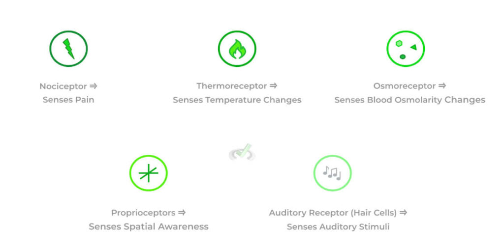 Sensation and Perception on the MCAT – MedLife Mastery