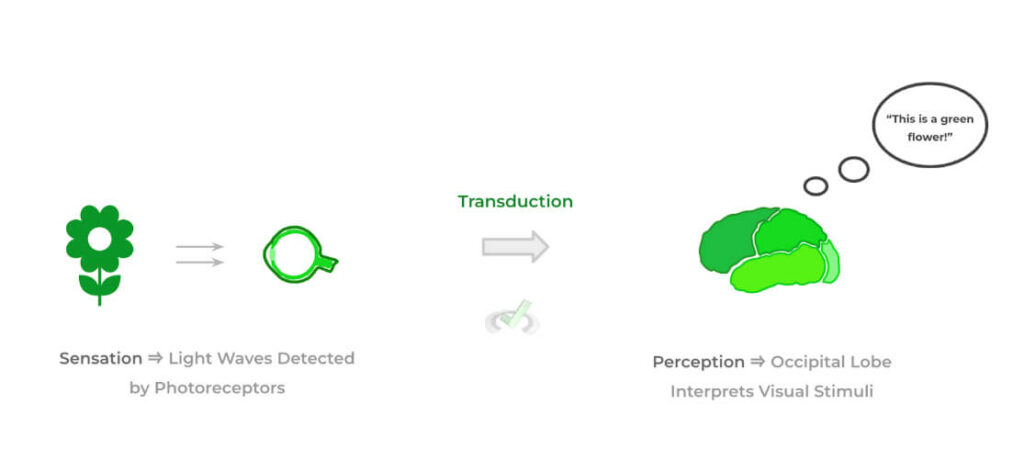 Sensation and Perception on the MCAT – MedLife Mastery