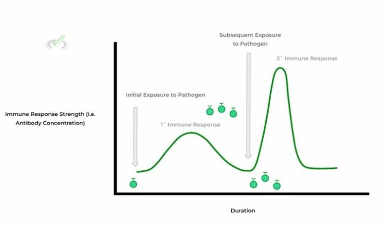 Innate v.s. Adaptive Immune Systems - MCAT Biology – MedLife Mastery