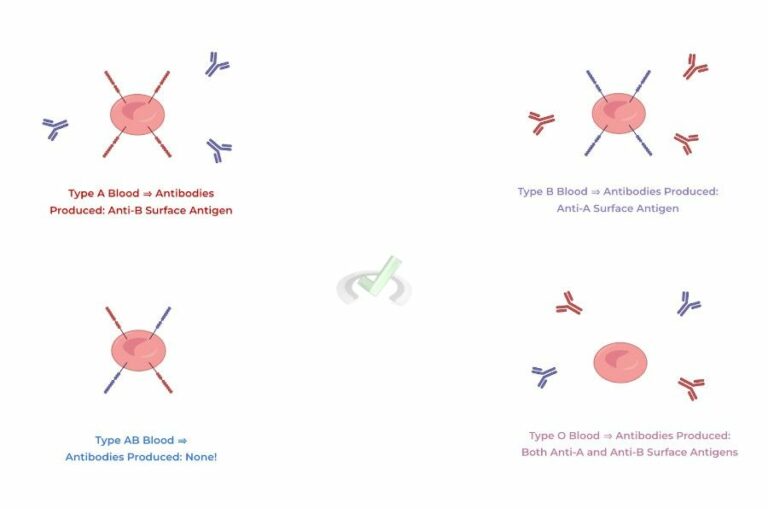 Blood: Composition and Function - MCAT Biology – MedLife Mastery