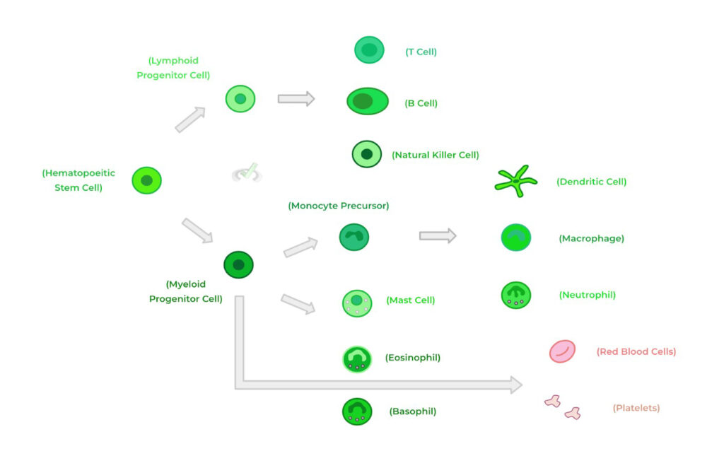 Cells of the Innate and Adaptive Immune System - MCAT Biology – MedLife ...