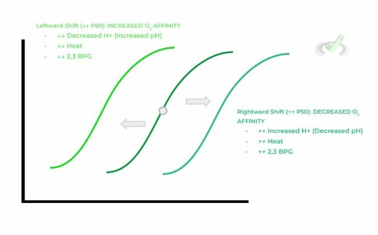 Blood: Composition and Function - MCAT Biology – MedLife Mastery