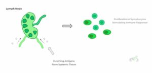 Primary (1˚) and Secondary (2˚) Lymphoid Organs and Tissues - MCAT ...