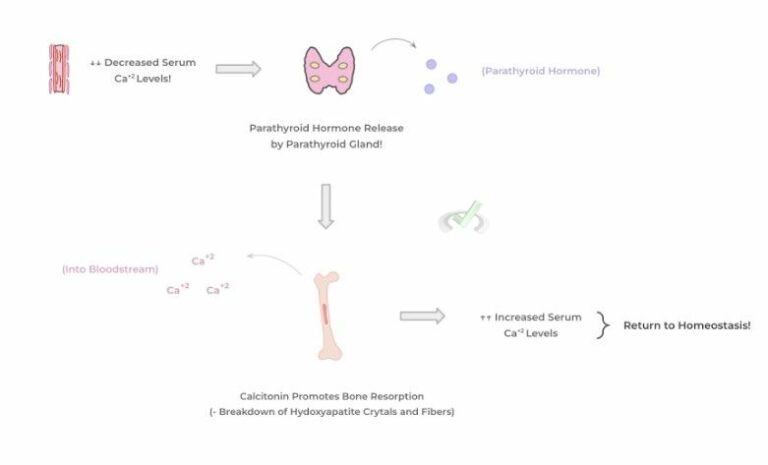 Endocrine Control of Skeletal System - MCAT Biology – MedLife Mastery