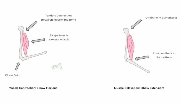 Functions of the Musculoskeletal System - MCAT Biology – MedLife Mastery