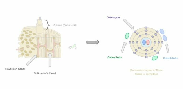 Anatomy of the Skeletal System and Bone Structure - MCAT Biology ...