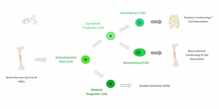 Primary (1˚) and Secondary (2˚) Lymphoid Organs and Tissues - MCAT ...