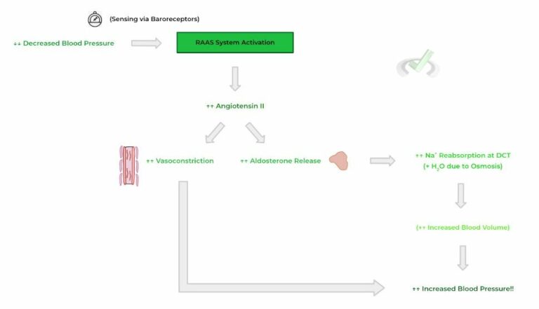 Nervous and Endocrine Control of Cardiovascular System - MCAT Biology ...