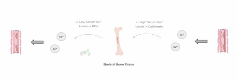 Functions of the Musculoskeletal System - MCAT Biology – MedLife Mastery