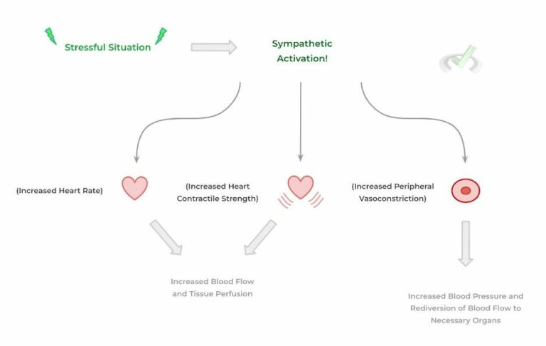 Nervous and Endocrine Control of Cardiovascular System - MCAT Biology ...