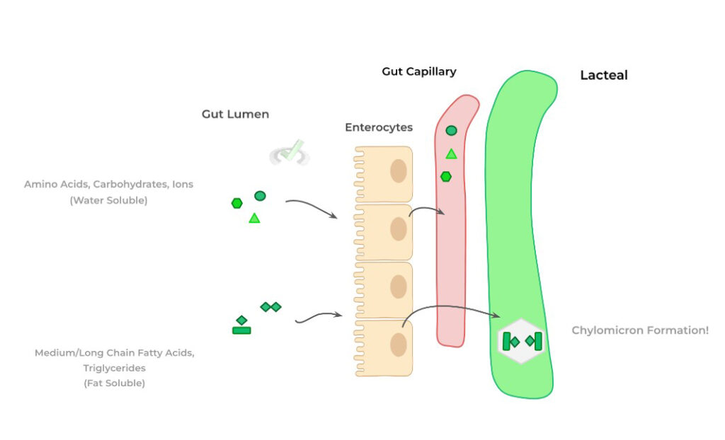 Primary and Secondary Functions of the Cardiovascular and Lymphatic ...
