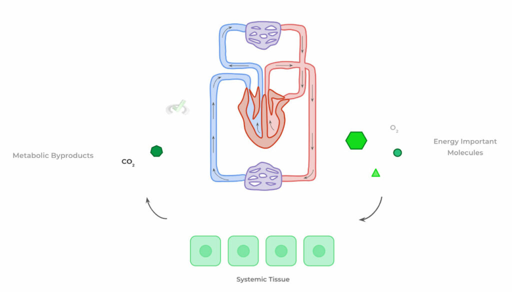 Primary and Secondary Functions of the Cardiovascular and Lymphatic ...