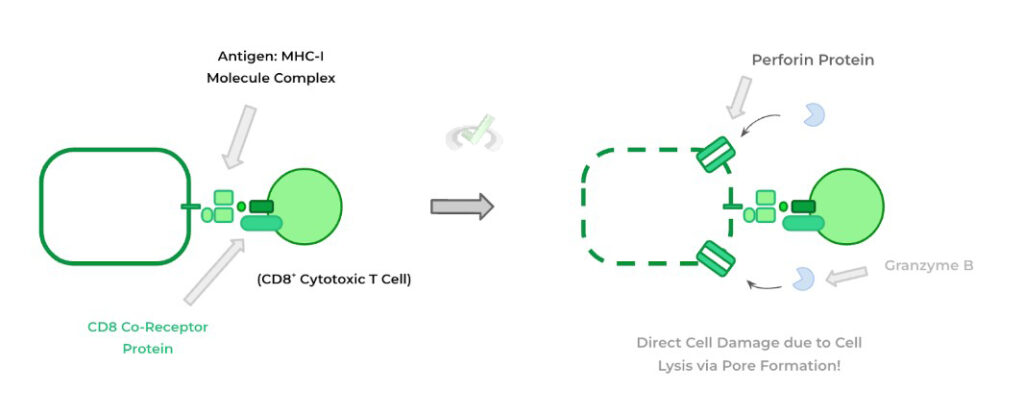 Cells of the Innate and Adaptive Immune System - MCAT Biology – MedLife ...