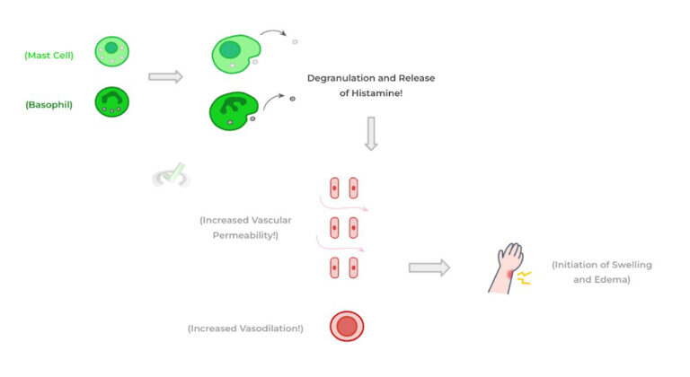 Cells of the Innate and Adaptive Immune System - MCAT Biology – MedLife ...
