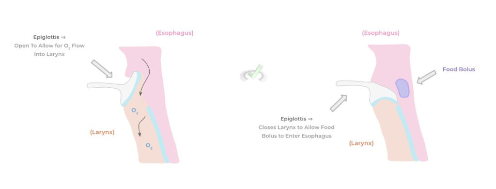 Respiratory System: General Function and Respiratory Structure - MCAT ...