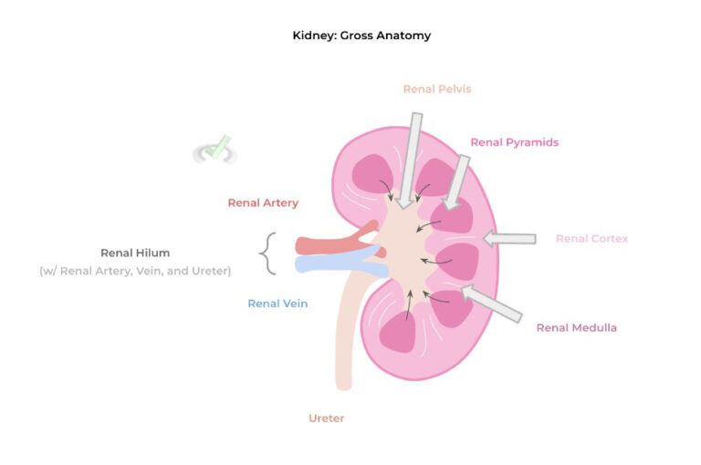 Structure of Kidney and Nephron - MCAT Biology – MedLife Mastery