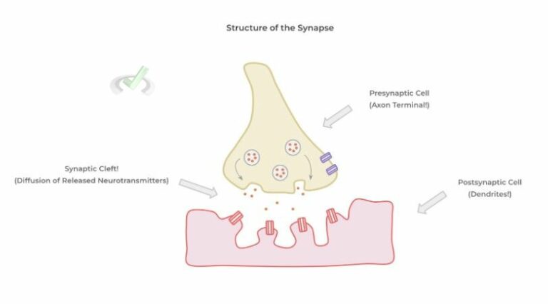 Action Potential Propagation - MCAT Biology – MedLife Mastery