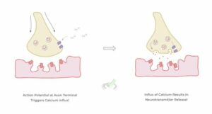 Action Potential Propagation - MCAT Biology – MedLife Mastery