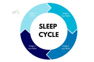 States of Consciousness in Wakefulness and Sleep Cycles - MCAT Content ...