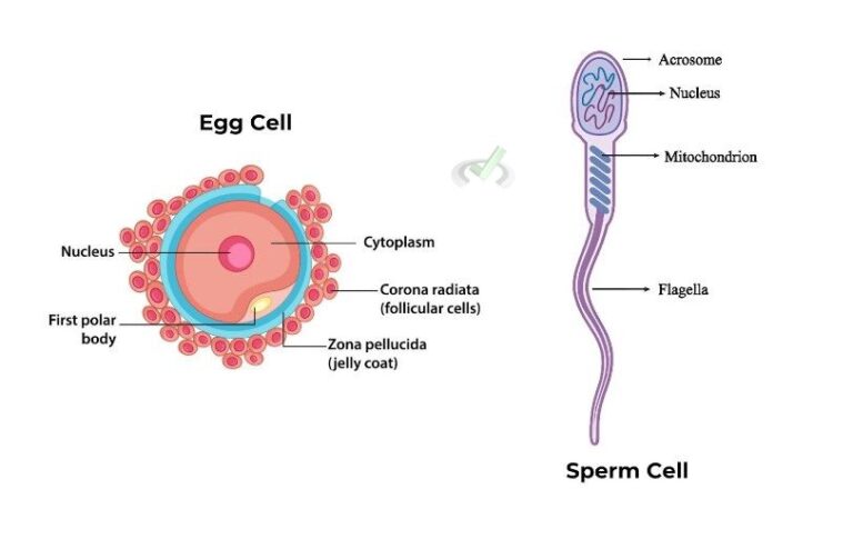 Ovum and Sperm Formation through Gametogenesis - MCAT Biology – MedLife ...