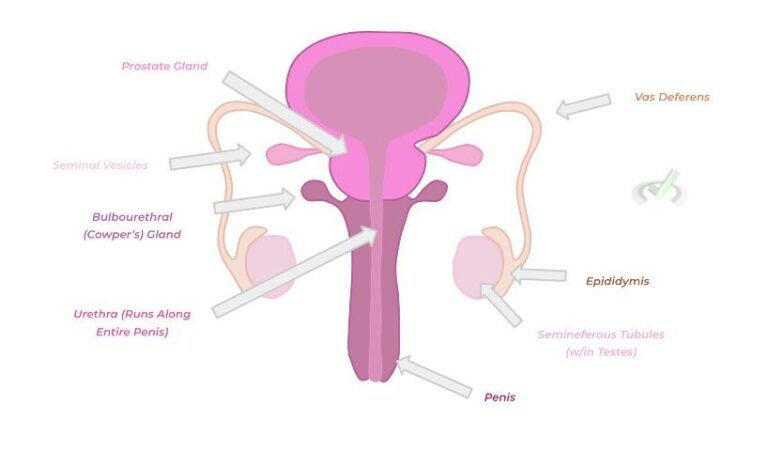 Structure of the Male and Female Reproductive System - MCAT Biology ...