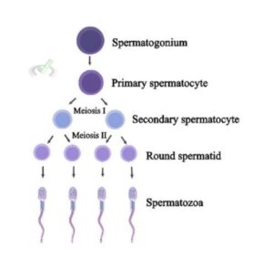 Ovum and Sperm Formation through Gametogenesis - MCAT Biology – MedLife ...