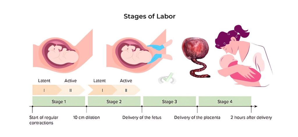 Reproductive Processes - MCAT Biology – MedLife Mastery