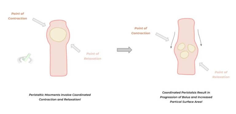 Steps in Digestion - MCAT Biology – MedLife Mastery