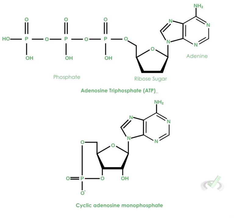 Organic and Inorganic Phosphates - MCAT Content – MedLife Mastery