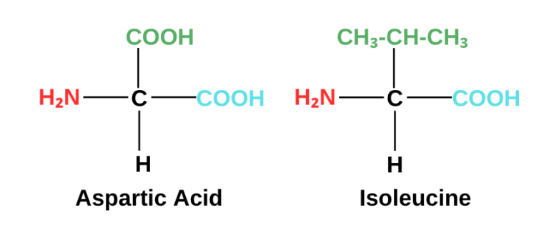 Amino Acids and Nucleic Acid Bases - MCAT Content – MedLife Mastery