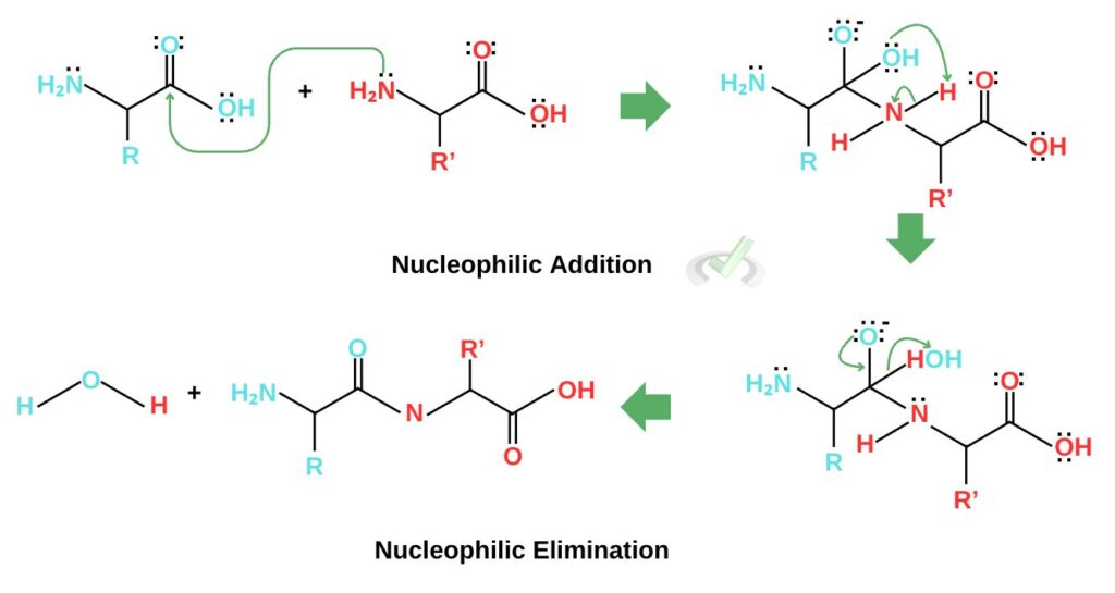 Amino Acids and Nucleic Acid Bases - MCAT Content – MedLife Mastery