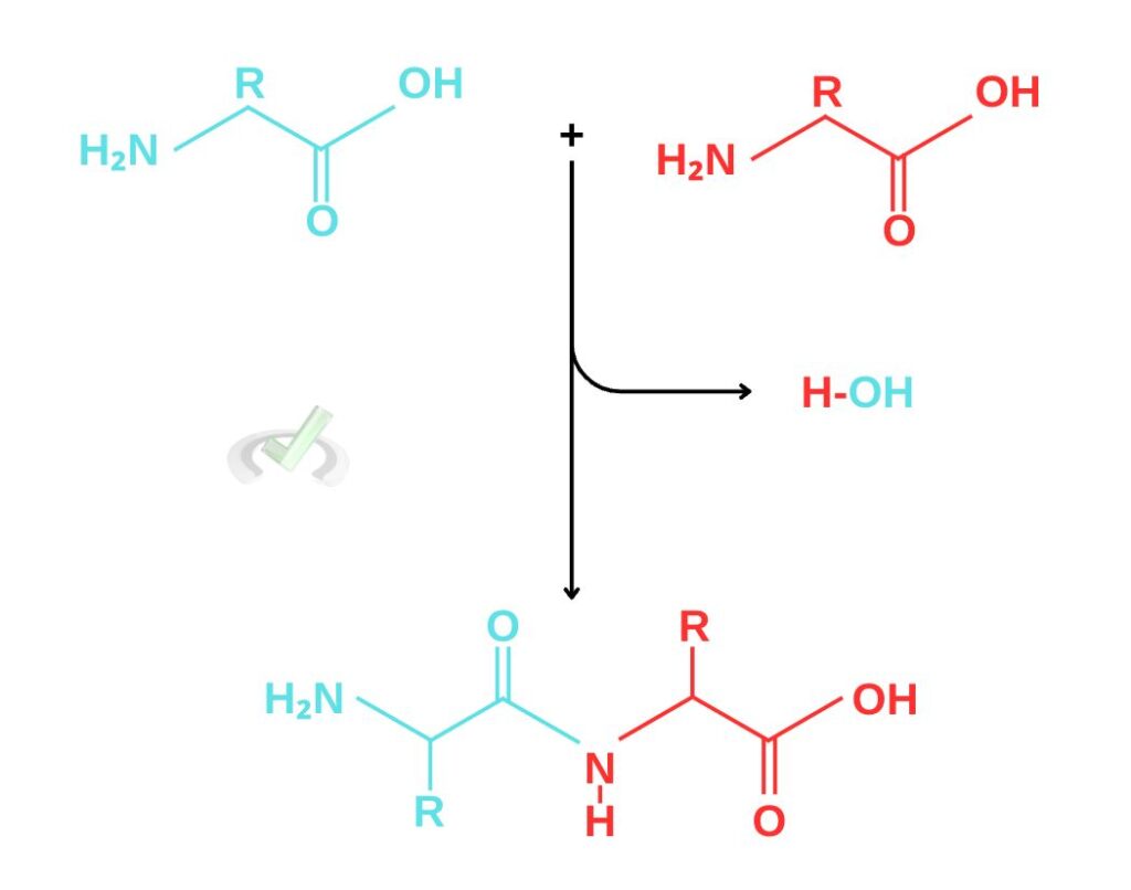Amino Acids and Nucleic Acid Bases - MCAT Content – MedLife Mastery
